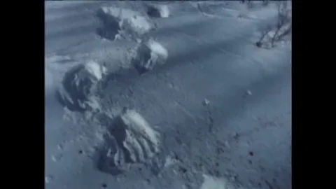 Yeti Stock Videos – Royalty-Free HD & 4K Videos | Pond5