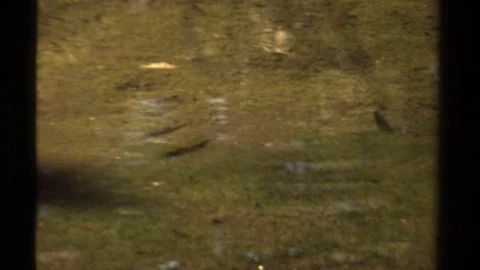 1978: a small school of thin fish swimmi... | Stock Video | Pond5
