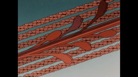 1980s: Animated illustration of muscle c... | Stock Video | Pond5