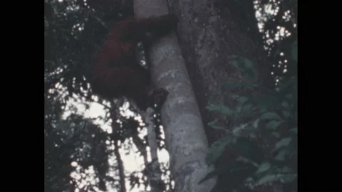 1980s: Ape climbing between trees. Juven... | Stock Video | Pond5