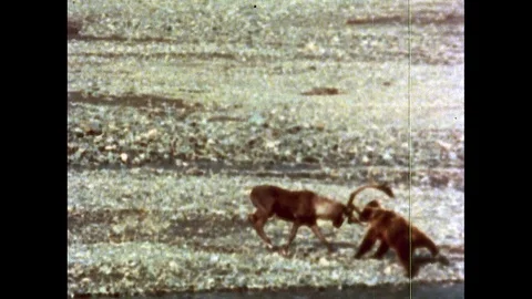 Bear Attack Stock Footage ~ Royalty Free Stock Videos | Page 3