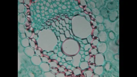 1980s: Cells structure is revealed in ma... | Stock Video | Pond5