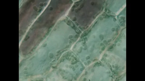 1980s: Chloroplasts move along plant cel... | Stock Video | Pond5