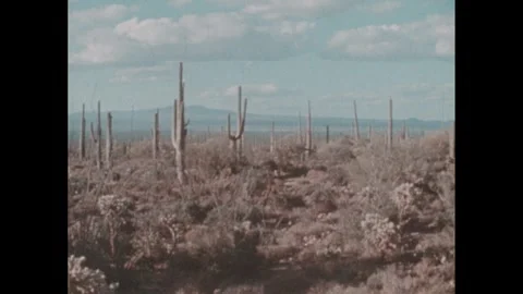 1980s: Desert landscape with cacti. Texa... | Stock Video | Pond5
