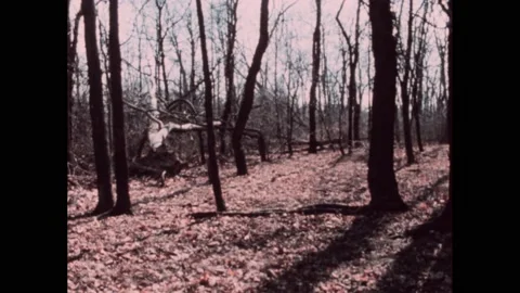 1980s: Forest, trees are bare, leaves co... | Stock Video | Pond5