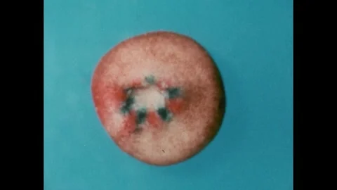 1980s: Magnified shot of embryo developi... | Stock Video | Pond5