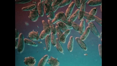 1980s: Predator cells and paramecia. Pre... | Stock Video | Pond5