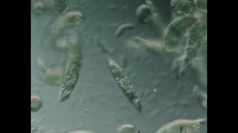 1980s: Single-celled organisms swim in p... | Stock Video | Pond5