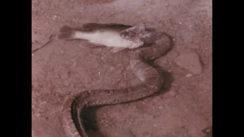 1980s: Snake eating fish in water. Close... | Stock Video | Pond5