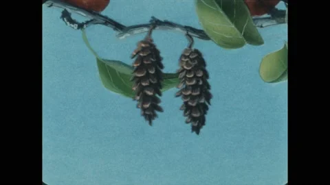 Pinecone Falling Stock Footage ~ Royalty Free Stock Videos | Pond5