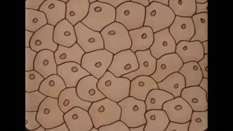 1990s: Illustration of skin cells. Carto... | Stock Video | Pond5