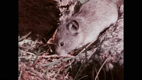 1990s: Pika in rocks, looking and hiding... | Stock Video | Pond5