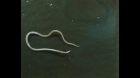 1990s: Tapeworm moves on surface. View o... | Stock Video | Pond5