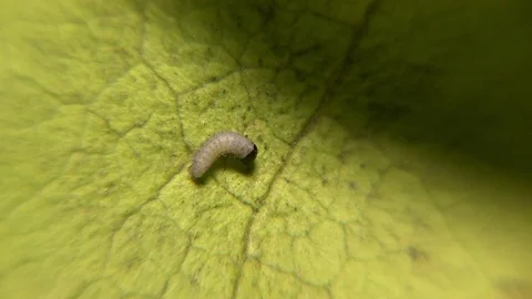 1st instar caterpillar, Monarch Butterfl... | Stock Video | Pond5