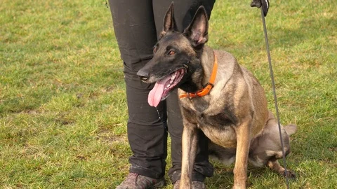 Saliva Train Stock Videos – Royalty-Free HD & 4K Videos