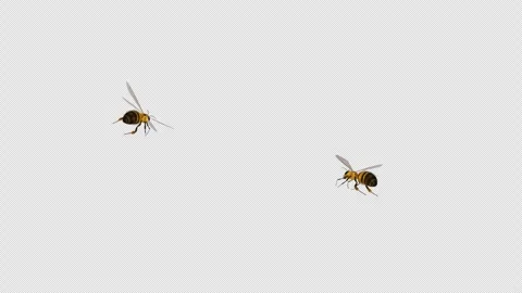 2 Common Honey Bees - Flying Around Loop... | Stock Video | Pond5
