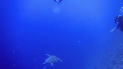 Fin Picture Stock Videos – Royalty-Free HD & 4K Videos