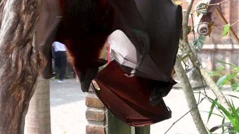 Giant Flying Fox Stock Videos – Royalty-Free HD & 4K Videos