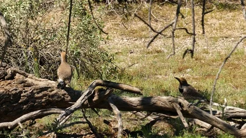 Rivalzs Video Stock Videos – Royalty-Free HD & 4K Videos | Pond5