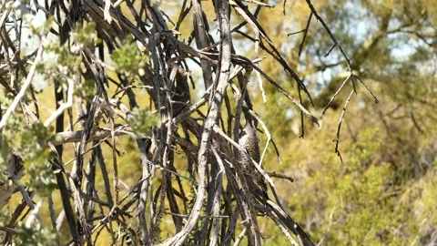 Rivalzs Video Stock Videos – Royalty-Free HD & 4K Videos | Pond5