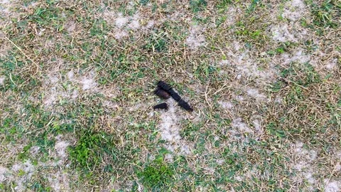 2 piles of dog droppings poo on sandy gr... | Stock Video | Pond5