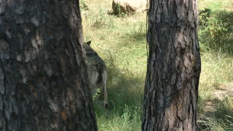 Wolfs Peeing Stock Footage ~ Royalty Free Stock Videos | Pond5