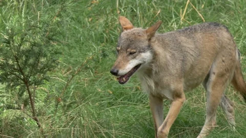 Wolfs Peeing Stock Footage ~ Royalty Free Stock Videos | Pond5