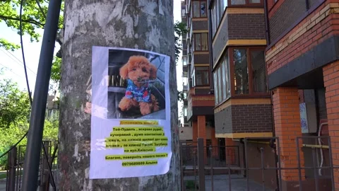 2022 - a poster for a missing cute lost ... | Stock Video | Pond5