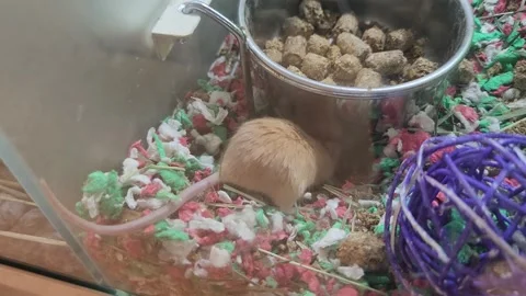 21 February 2024 Houston, Texas - Rat In... | Stock Video | Pond5