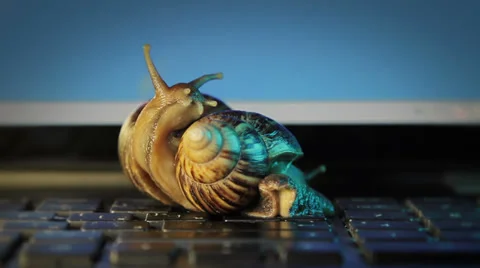 Animal Mating Success Stock Videos – Royalty-Free HD & 4K Videos | Pond5