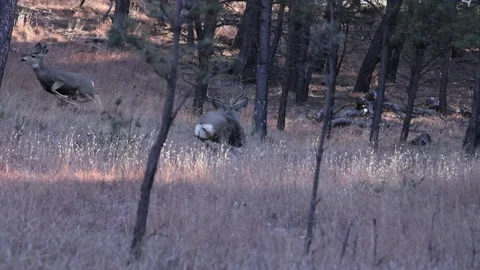 Very Very Sd! Stock Videos – Royalty-Free HD & 4K Videos | Pond5