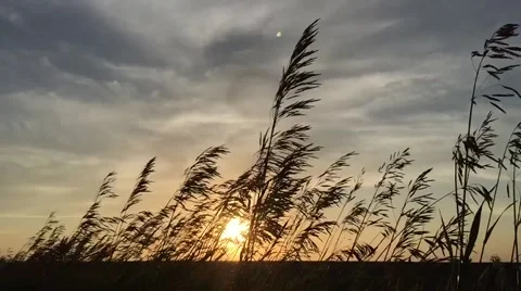 240FPS SLO MO - Grass silhouette sunset ... | Stock Video | Pond5