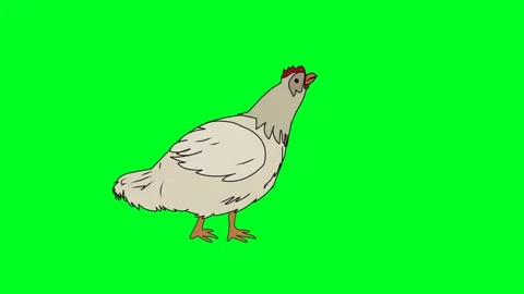 2D animated chicken characters drinking ... | Stock Video | Pond5