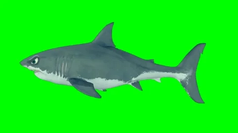2d animated shark swimming fast underwat... | Stock Video | Pond5