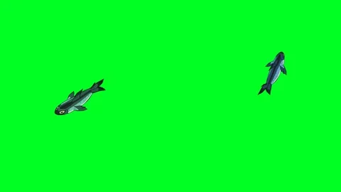 2D animated two beautiful fish character... | Stock Video | Pond5