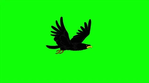 Black Eagle 2D Stock Videos – Royalty-Free HD & 4K Videos