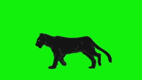 2d Animation Of A Black Tiger Walking On... | Stock Video | Pond5