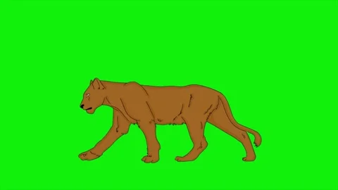 2D Animation of a Brown Tiger Walking on... | Stock Video | Pond5