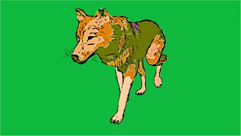 2d animation in comic style - wolf walk | Stock Video | Pond5