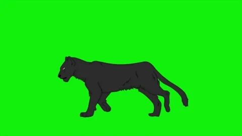 2d Animation Of A Grey Tiger Walking On ... | Stock Video | Pond5