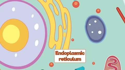 2D animation of human cell anatomy struc... | Stock Video | Pond5