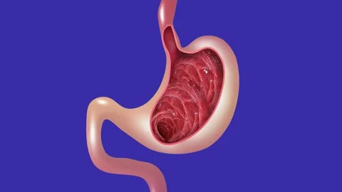 2d Animation motion of a human stomach a... | Stock Video | Pond5