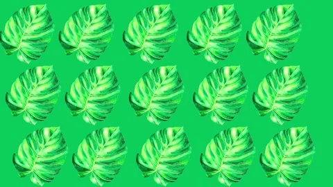 2D animation of realistic tropical leave... | Stock Video | Pond5