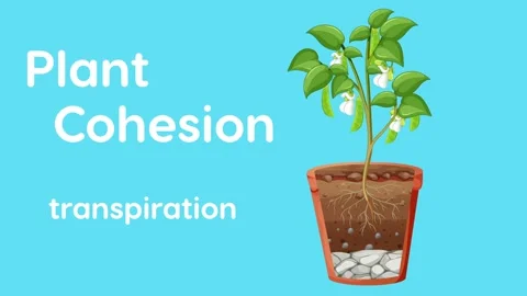 Plant Cell Diagram Stock Footage ~ Royalty Free Stock Videos | Pond5