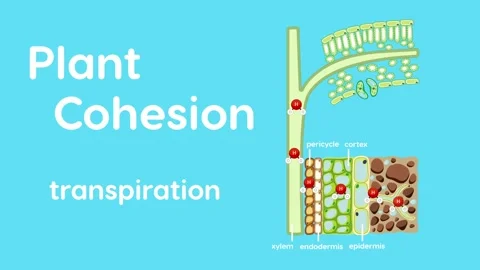 2D animation showing plant cohesion tran... | Stock Video | Pond5
