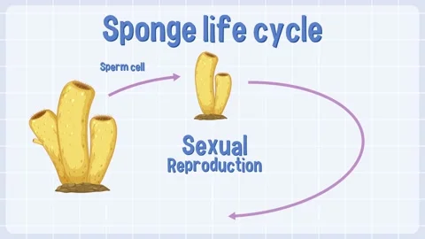 2D animation of sponges life cycle. | Stock Video | Pond5