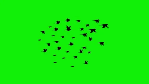 3D Flying Bird Animation Stock Videos – Royalty-Free HD & 4K Videos | Pond5
