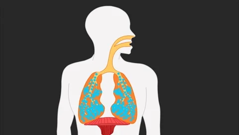 2d breath animation Air oxygen CO2 in l... | Stock Video | Pond5