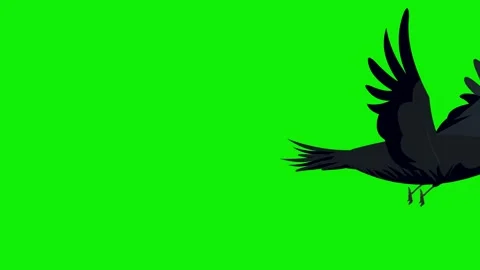 Flying Crow Drawing Stock Videos – Royalty-Free HD & 4K Videos