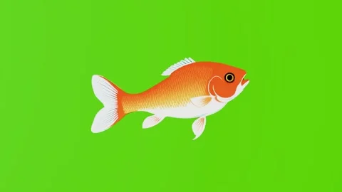 Goldfish Green Screen Stock Videos – Royalty-Free HD & 4K Videos